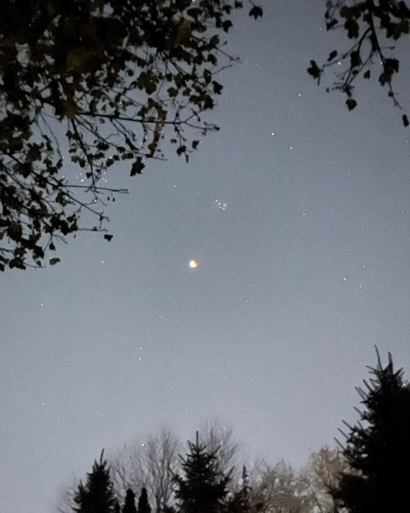 Semper sharkus and the lunar eclipse – Semper Sharkus